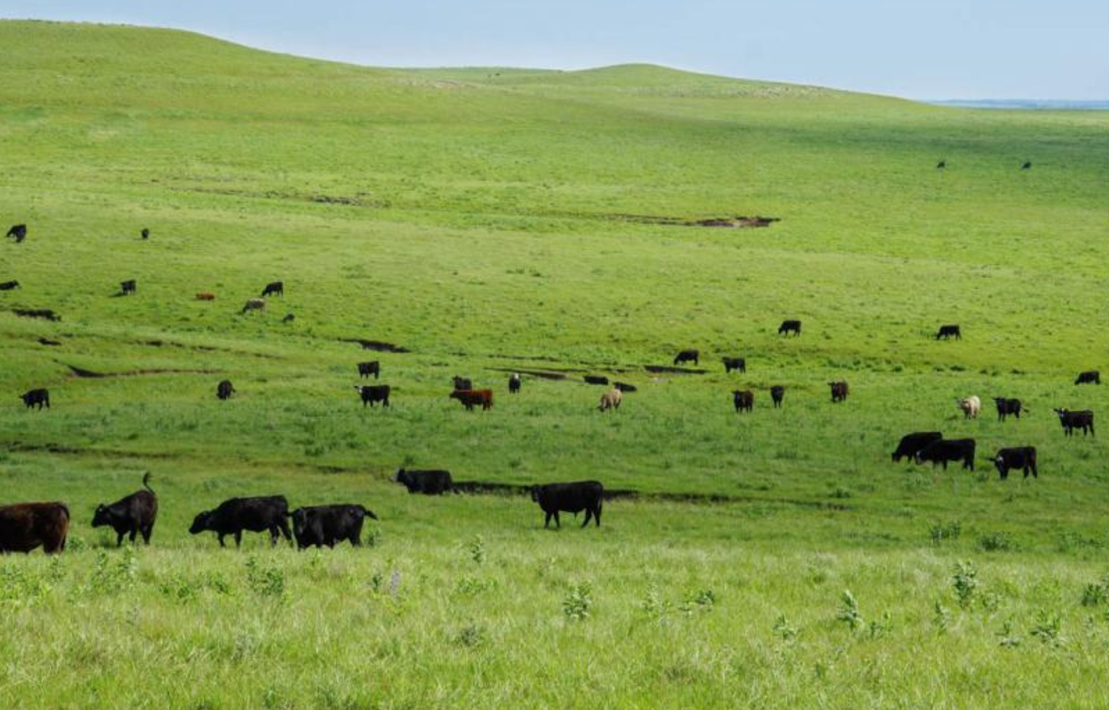 Niman Ranch – Mamahuhu